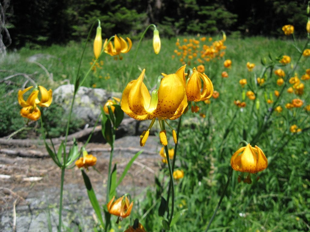 Lilium pardalinum-Leopard lily - Klamath Siskiyou Native Seeds