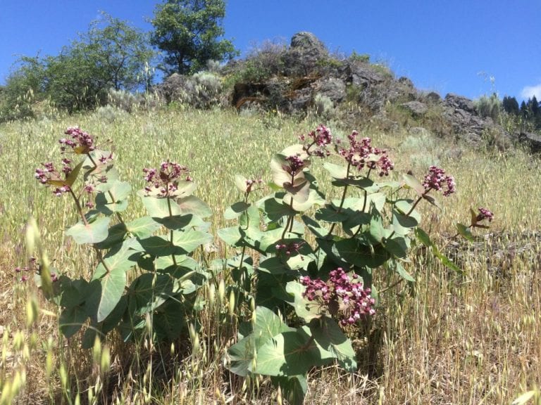 Asclepias cordifolia-Heartleaf milkweed - Klamath Siskiyou Native Seeds