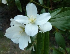 Philadelphus lewisii-Mock orange - Klamath Siskiyou Native Seeds