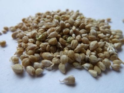 Gilia capitata-Bluehead gilia - Klamath Siskiyou Native Seeds