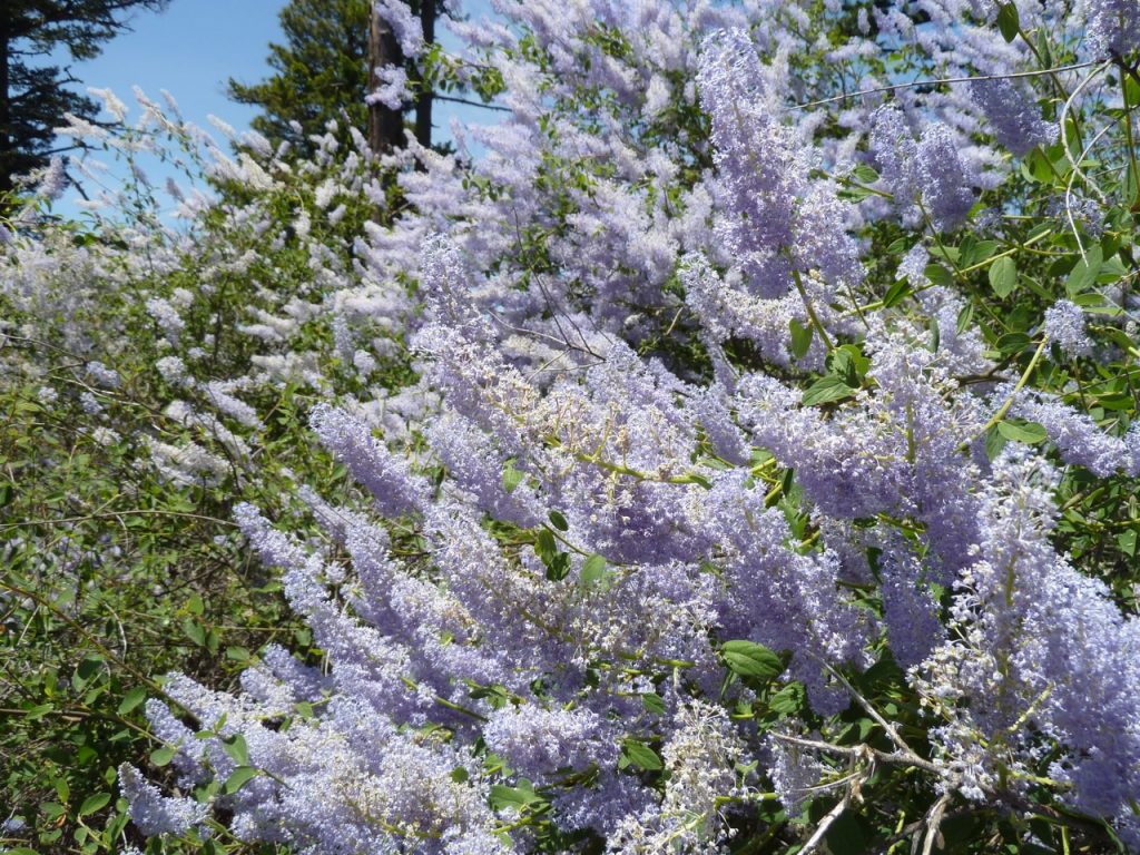 Ceanothus integerrimus-Deer brush - Klamath Siskiyou Native Seeds