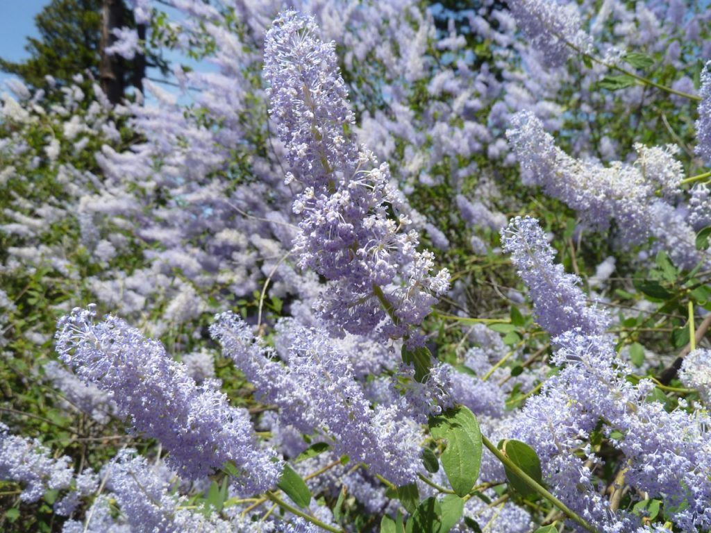 Ceanothus integerrimus-Deer brush - Klamath Siskiyou Native Seeds