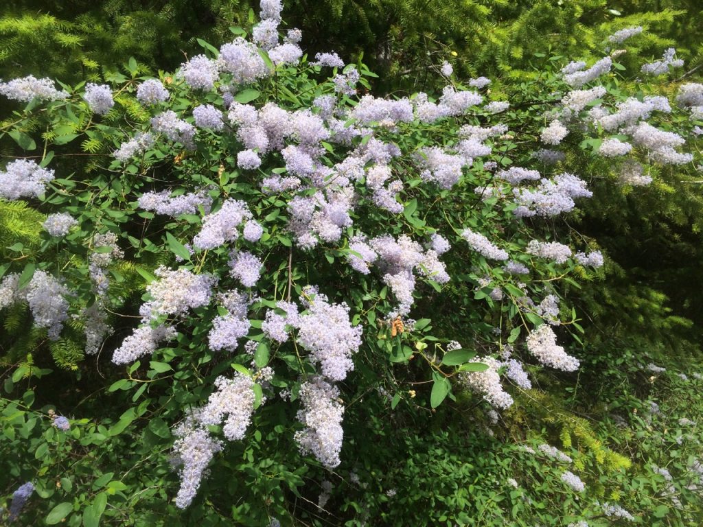 Ceanothus integerrimus-Deer brush - Klamath Siskiyou Native Seeds