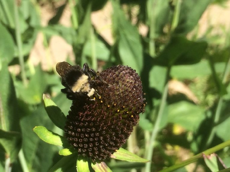 Rudbeckia occidentalis-Western coneflower - Klamath Siskiyou Native Seeds