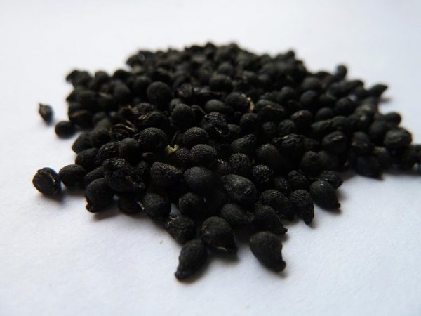 chloragalum-pomeridianum_soaproot - Klamath Siskiyou Native Seeds
