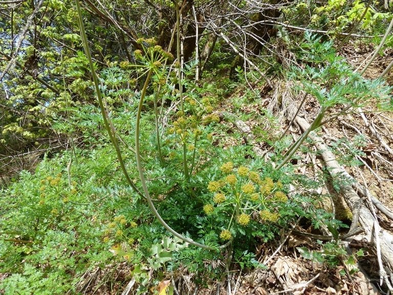 Lomatium dissectum-Fernleaf biscuitroot - Klamath Siskiyou Native Seeds