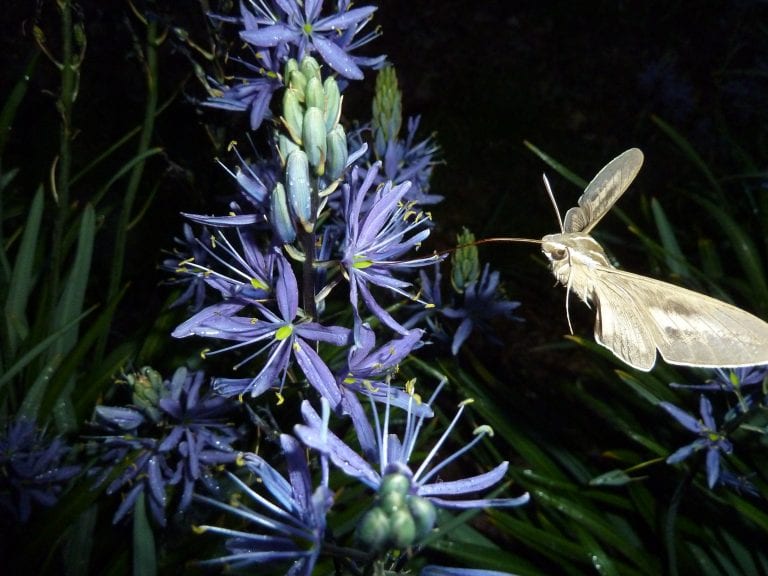 Growing Camas from Seed - Klamath Siskiyou Native Seeds