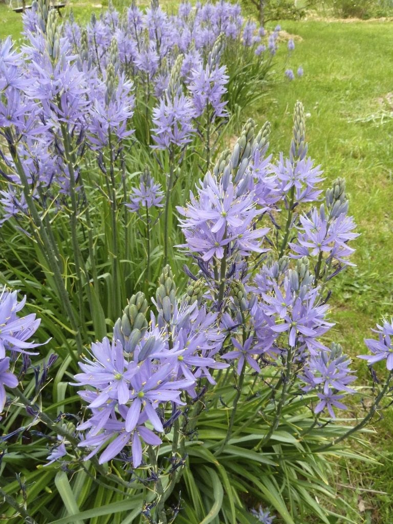 Growing Camas from Seed - Klamath Siskiyou Native Seeds