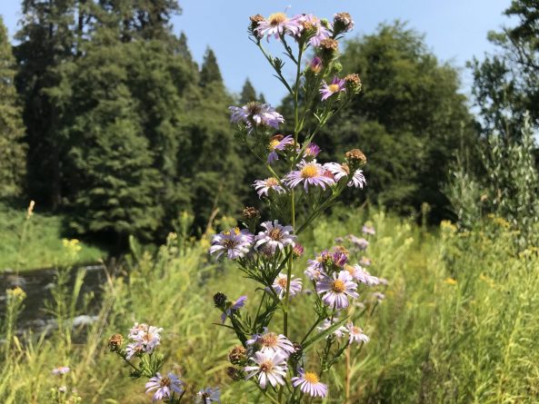 Native Fall-blooming Asters - Klamath Siskiyou Native Seeds