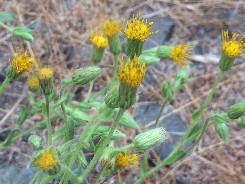 Heterotheca oregona-Oregon goldenaster - Klamath Siskiyou Native Seeds