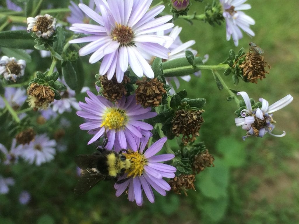 Symphyotrichum subspicatum-Douglas aster - Klamath Siskiyou Native Seeds