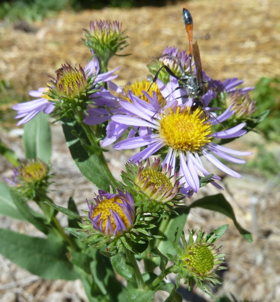 Native Fall-blooming Asters - Klamath Siskiyou Native Seeds