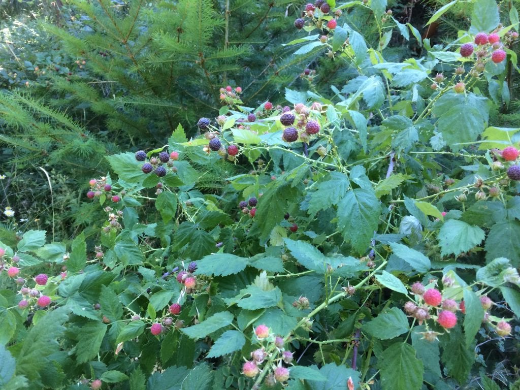 Rubus leucodermis-Blackcap raspberry - Klamath Siskiyou Native Seeds