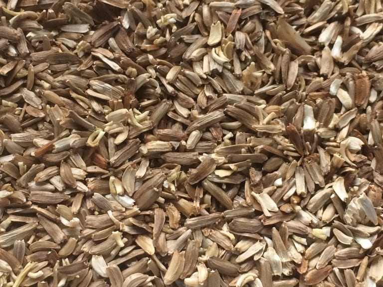 Grindelia nana seed - Klamath Siskiyou Native Seeds