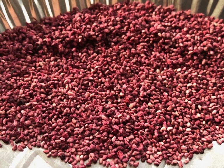 Rubus leucodermis-Blackcap raspberry - Klamath Siskiyou Native Seeds