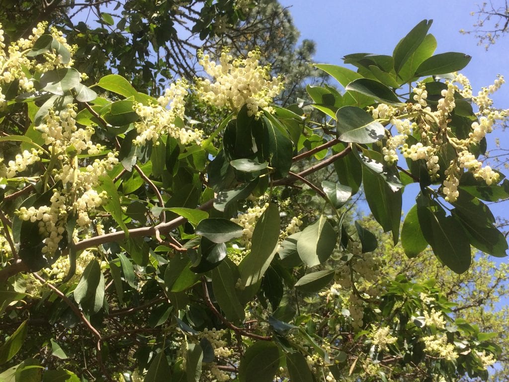Arbutus menziesii-Pacific madrone - Klamath Siskiyou Native Seeds