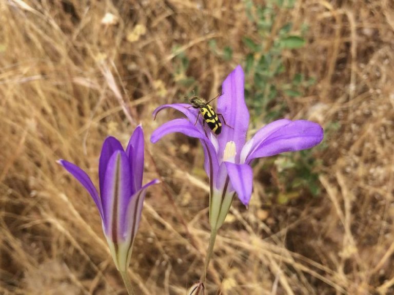 Brodiaea elegans-Harvest brodiaea - Klamath Siskiyou Native Seeds