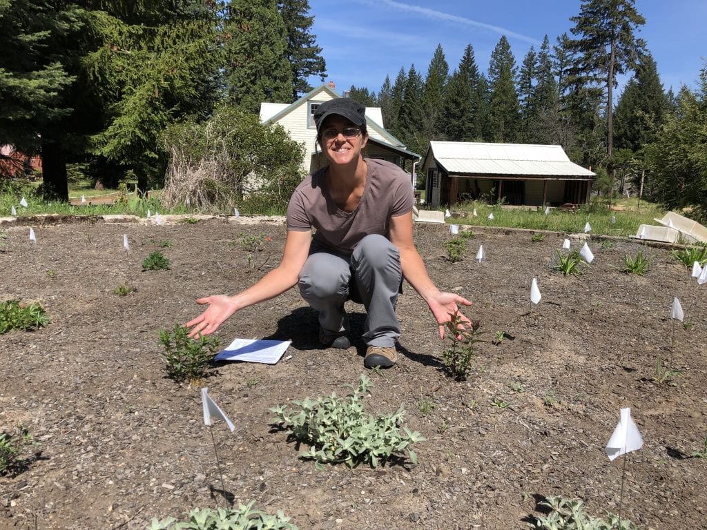 Native Seed Success in 2019 - Klamath Siskiyou Native Seeds