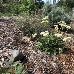 Native Seed Success in 2019 - Klamath Siskiyou Native Seeds