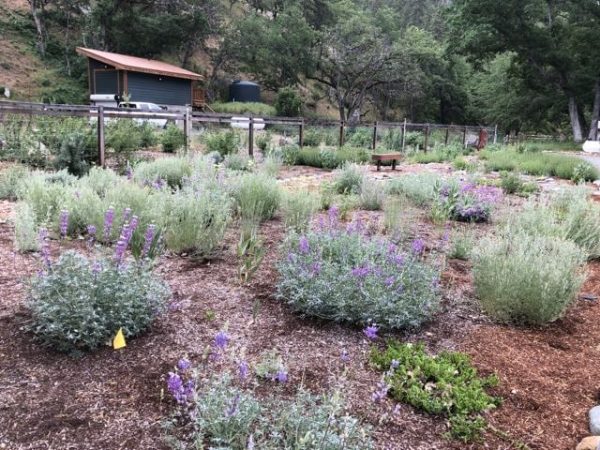 Native Seed Success in 2019 - Klamath Siskiyou Native Seeds