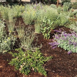 Native Seed Success in 2019 - Klamath Siskiyou Native Seeds
