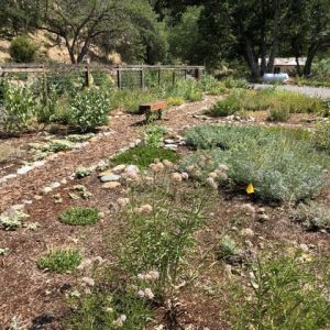Native Seed Success in 2019 - Klamath Siskiyou Native Seeds