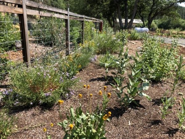 Klamath native garden4 - Klamath Siskiyou Native Seeds