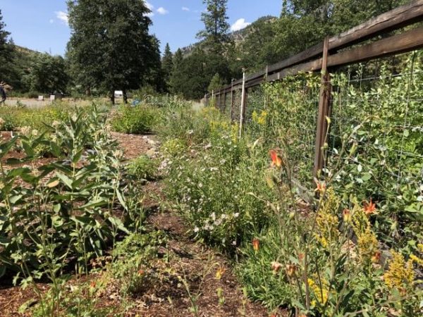 Klamath native garden7 - Klamath Siskiyou Native Seeds