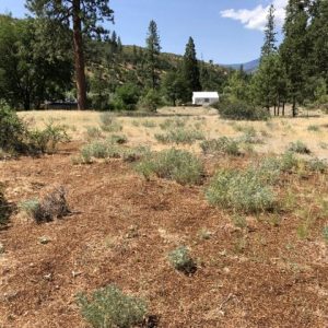Native Seed Success in 2019 - Klamath Siskiyou Native Seeds