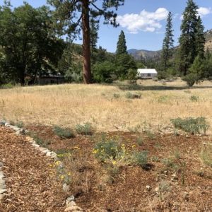 Native Seed Success in 2019 - Klamath Siskiyou Native Seeds