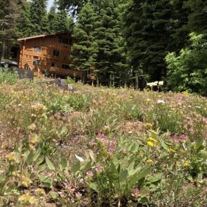Native Seed Success in 2019 - Klamath Siskiyou Native Seeds