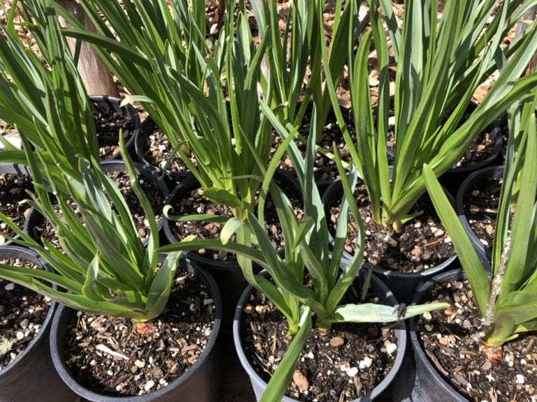 Growing Camas from Seed - Klamath Siskiyou Native Seeds