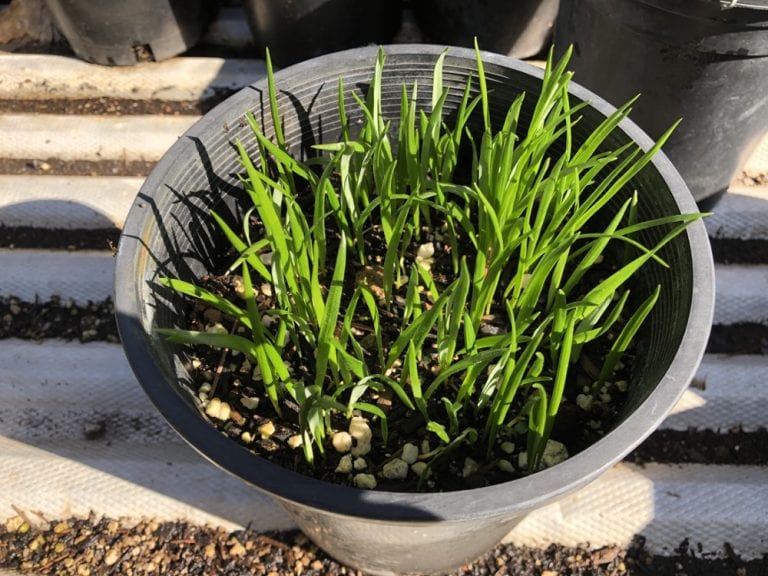 Growing Camas from Seed - Klamath Siskiyou Native Seeds