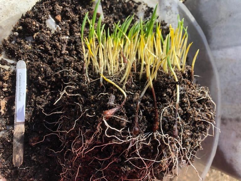 Growing Camas from Seed - Klamath Siskiyou Native Seeds