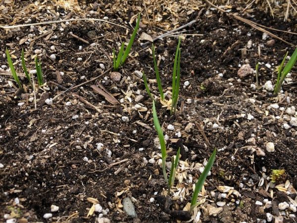 Growing Camas from Seed - Klamath Siskiyou Native Seeds