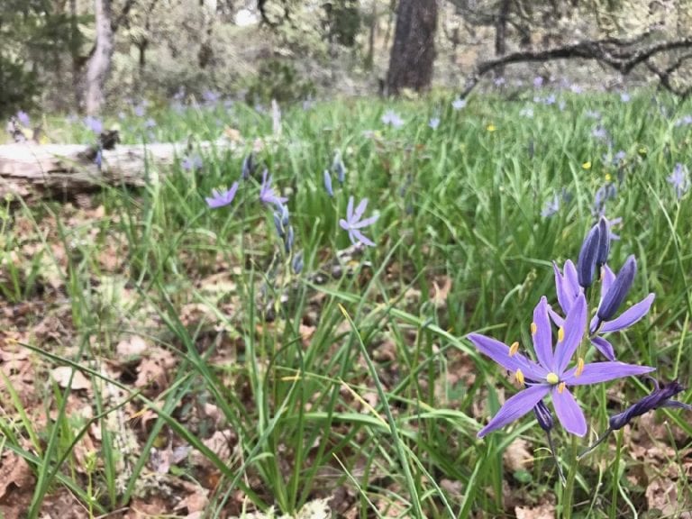 Growing Camas from Seed - Klamath Siskiyou Native Seeds