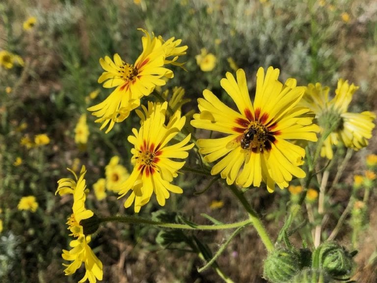 Madia elegans-Elegant tarweed - Klamath Siskiyou Native Seeds