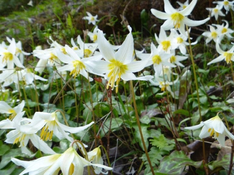 Erythronium oregonum - Oregon fawn lily - Klamath Siskiyou Native Seeds