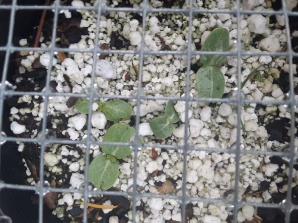 Growing Native Thistles - Klamath Siskiyou Native Seeds