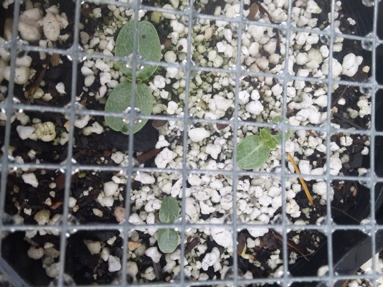 Growing Native Thistles - Klamath Siskiyou Native Seeds
