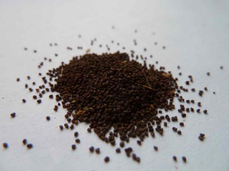 Nicotiana attenuata-Coyote tobacco - Klamath Siskiyou Native Seeds