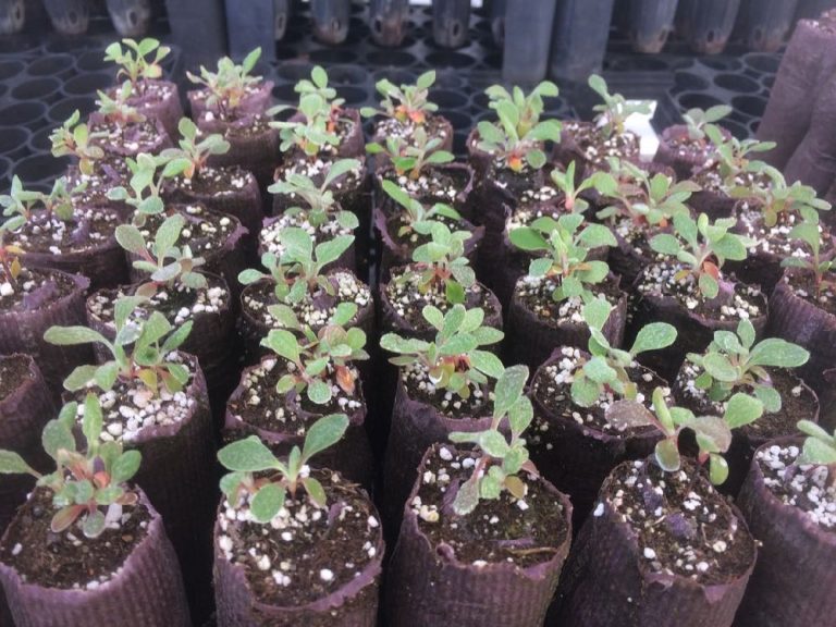 Growing Wild Buckwheat from Seed - Klamath Siskiyou Native Seeds