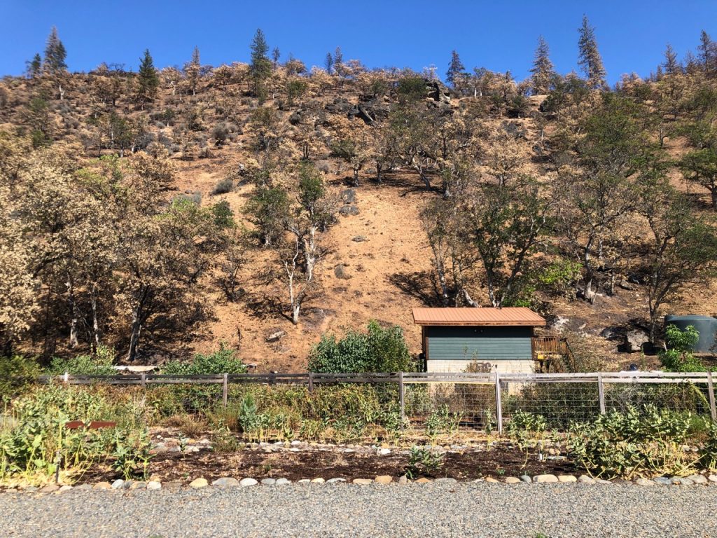 Klamath River Club: A story of fire resilience through native plant ...