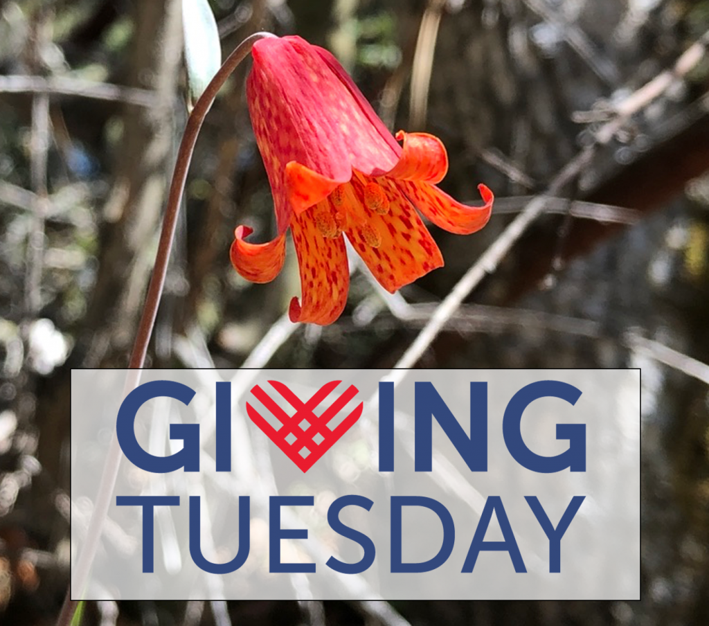 Giving Back on Giving Tuesday - Klamath Siskiyou Native Seeds