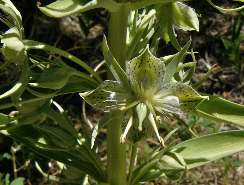 Frasera speciosa - Monument plant - Klamath Siskiyou Native Seeds