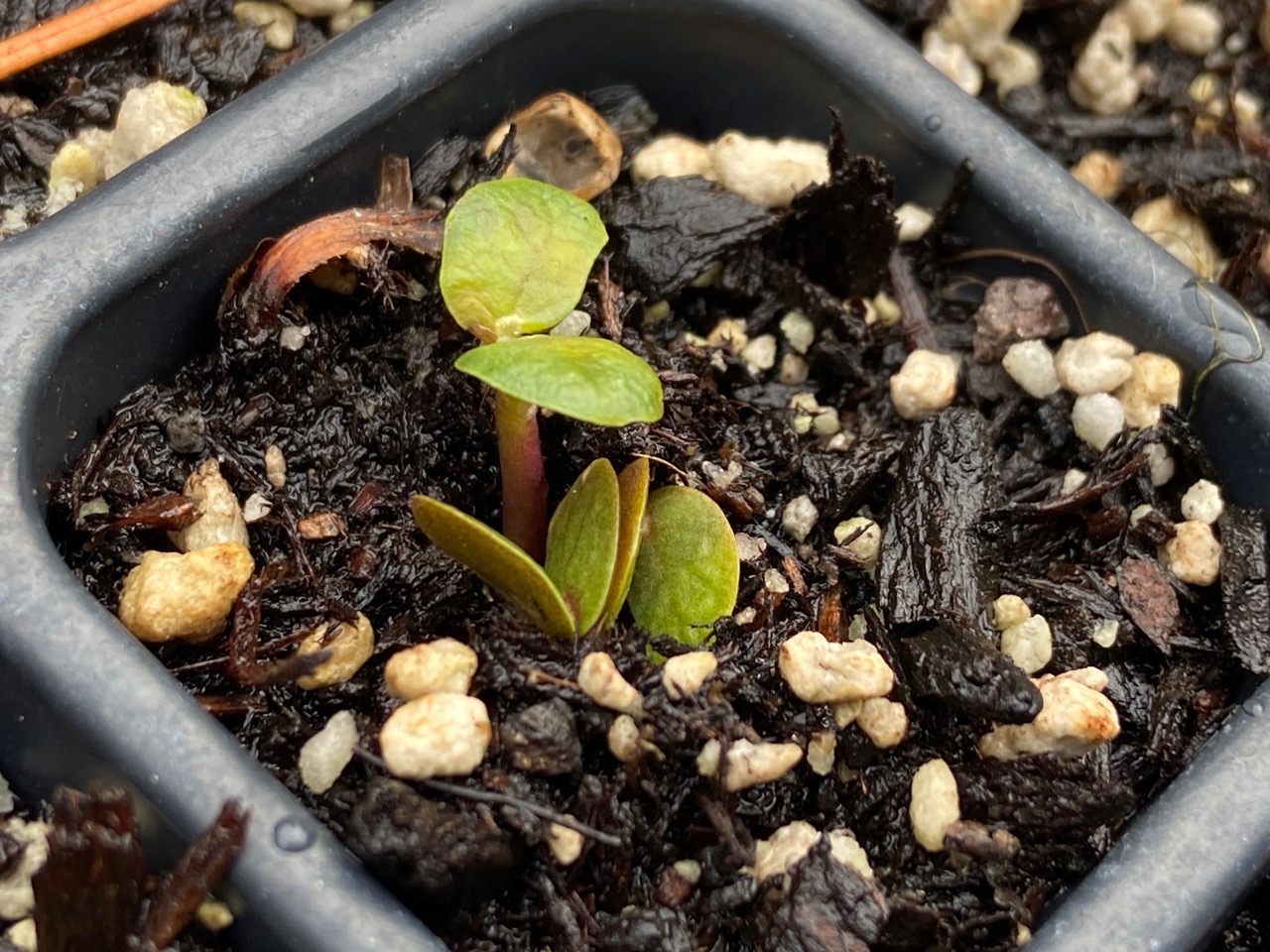 Winter Seed Germination - Klamath Siskiyou Native Seeds