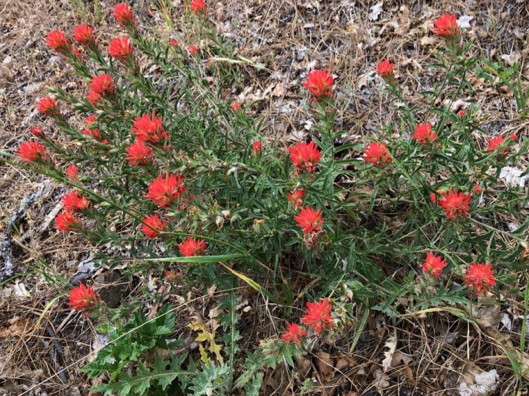 Castilleja applegatei - Wavy leaf paintbrush - Klamath Siskiyou Native ...