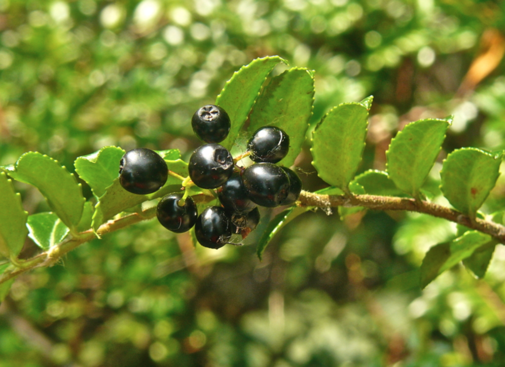 Vaccinium ovatum - Evergreen huckleberry - Klamath Siskiyou Native Seeds